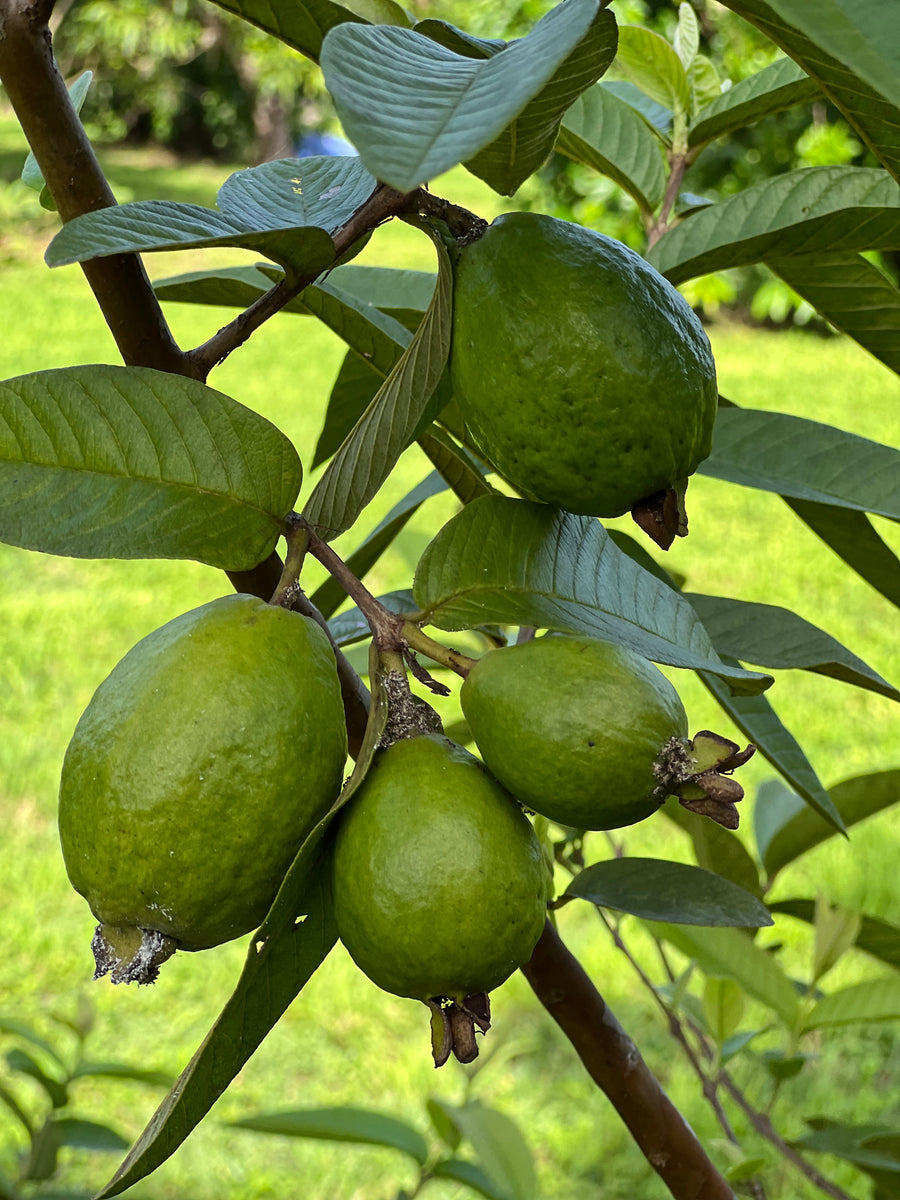 Guava - Ruby Supreme (Oct-Dec) – JamyMango
