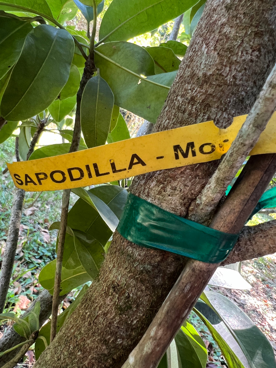 Sapodilla - Morena – JamyMango