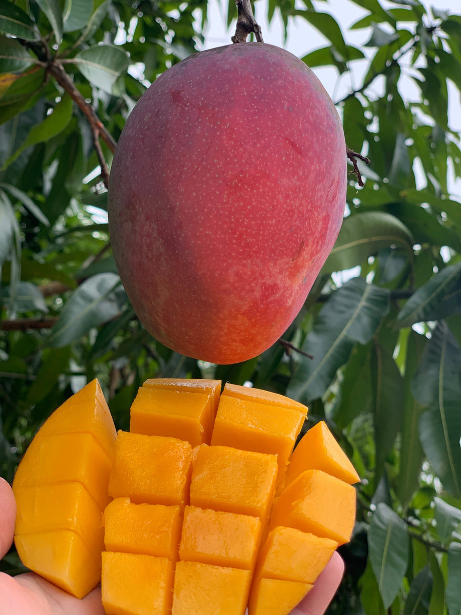 Mango - Tommy Atkins (MAY-JUNE) – JamyMango